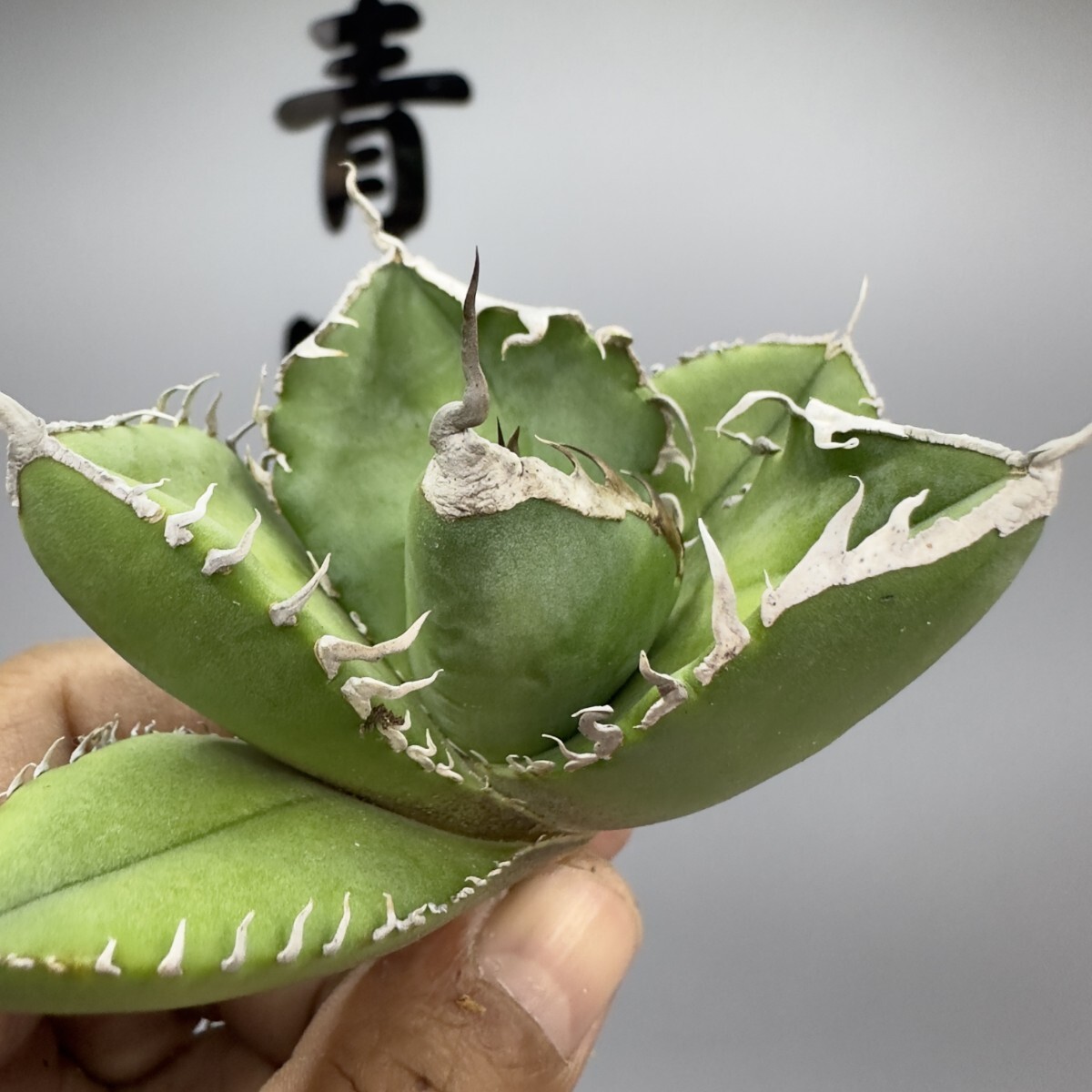 Yahoo!オークション - AB9【青田園芸】アガベ チタノタ SAD 南アフリカ...