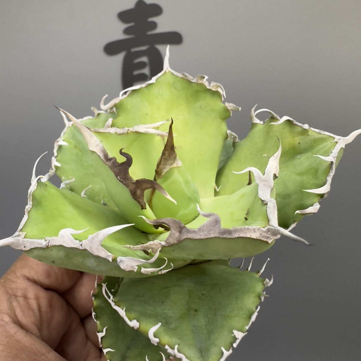 Yahoo!オークション - AG3【青田園芸】特選 アガベ 多肉植物 チタノタ ...