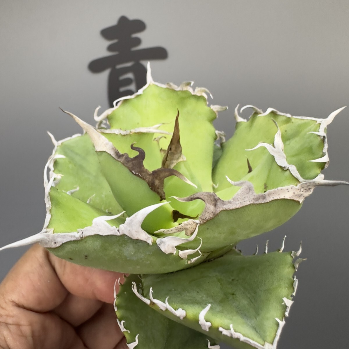 Yahoo!オークション - AG3【青田園芸】特選 アガベ 多肉植物 チタノタ ...