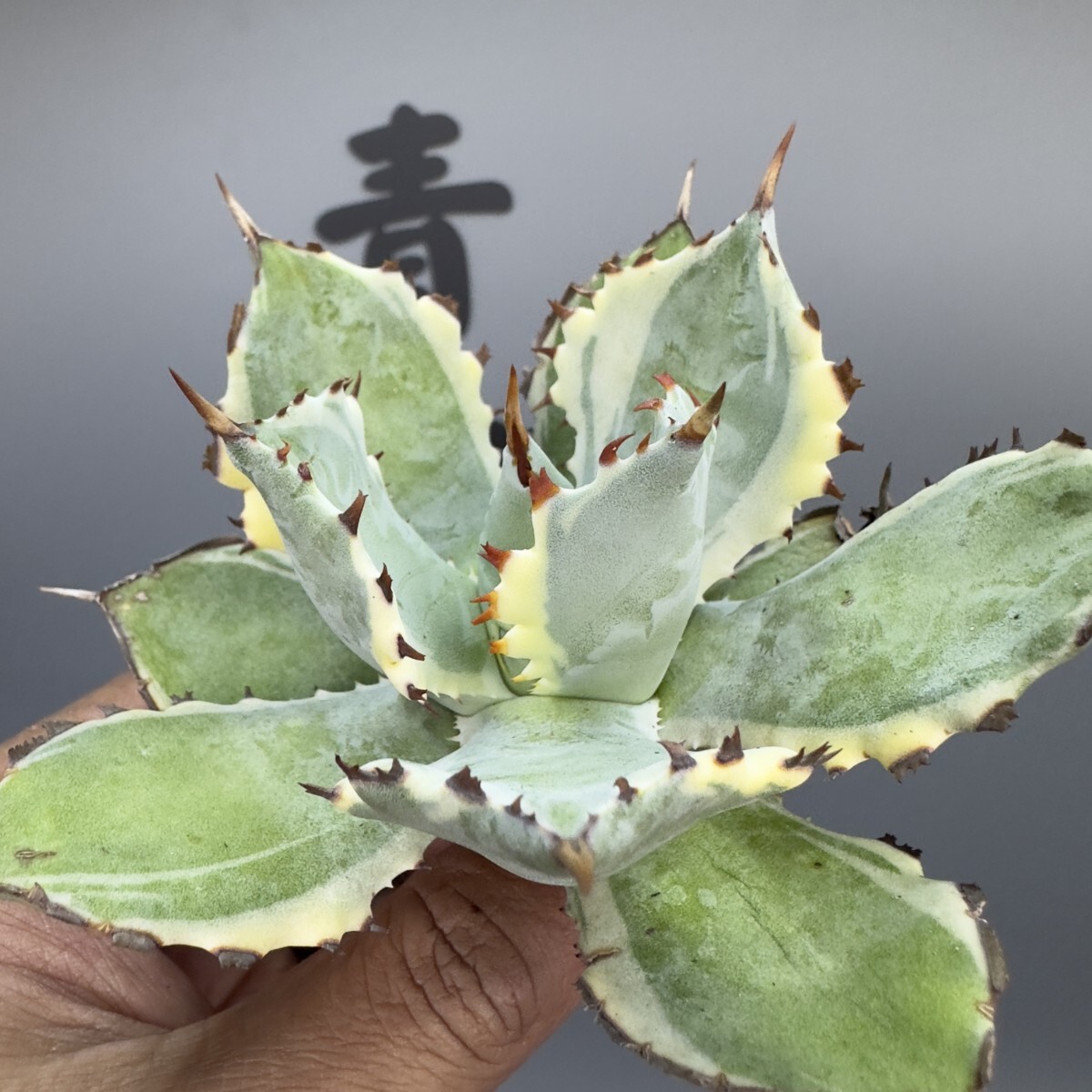 Yahoo!オークション - AG4【青田園芸】多肉植物 アガベ 王妃兜蟹錦 連...