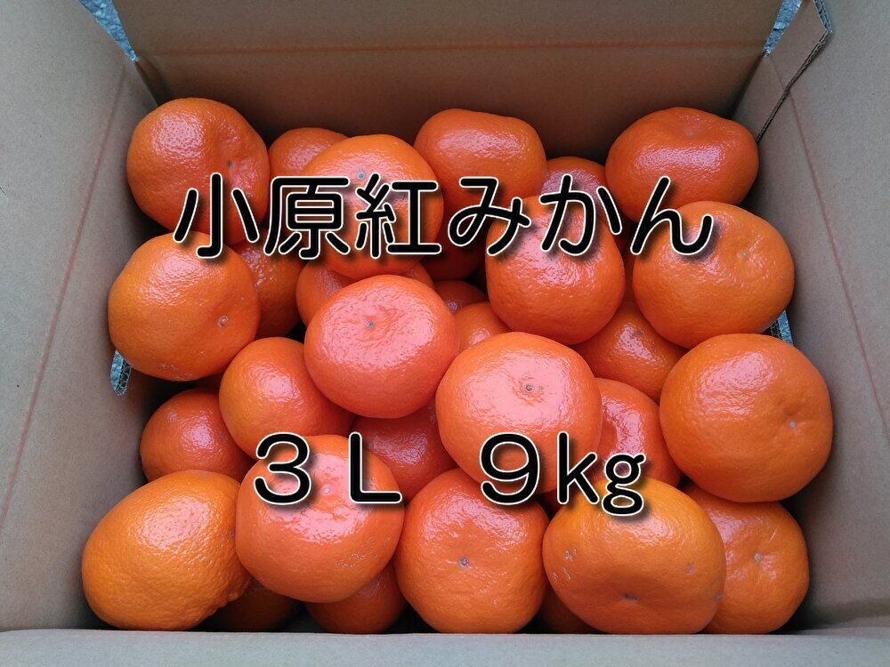 『小原紅』3Lサイズ 9kg みかん 生産者直送 熊本産 全国送料無料 食品、飲料