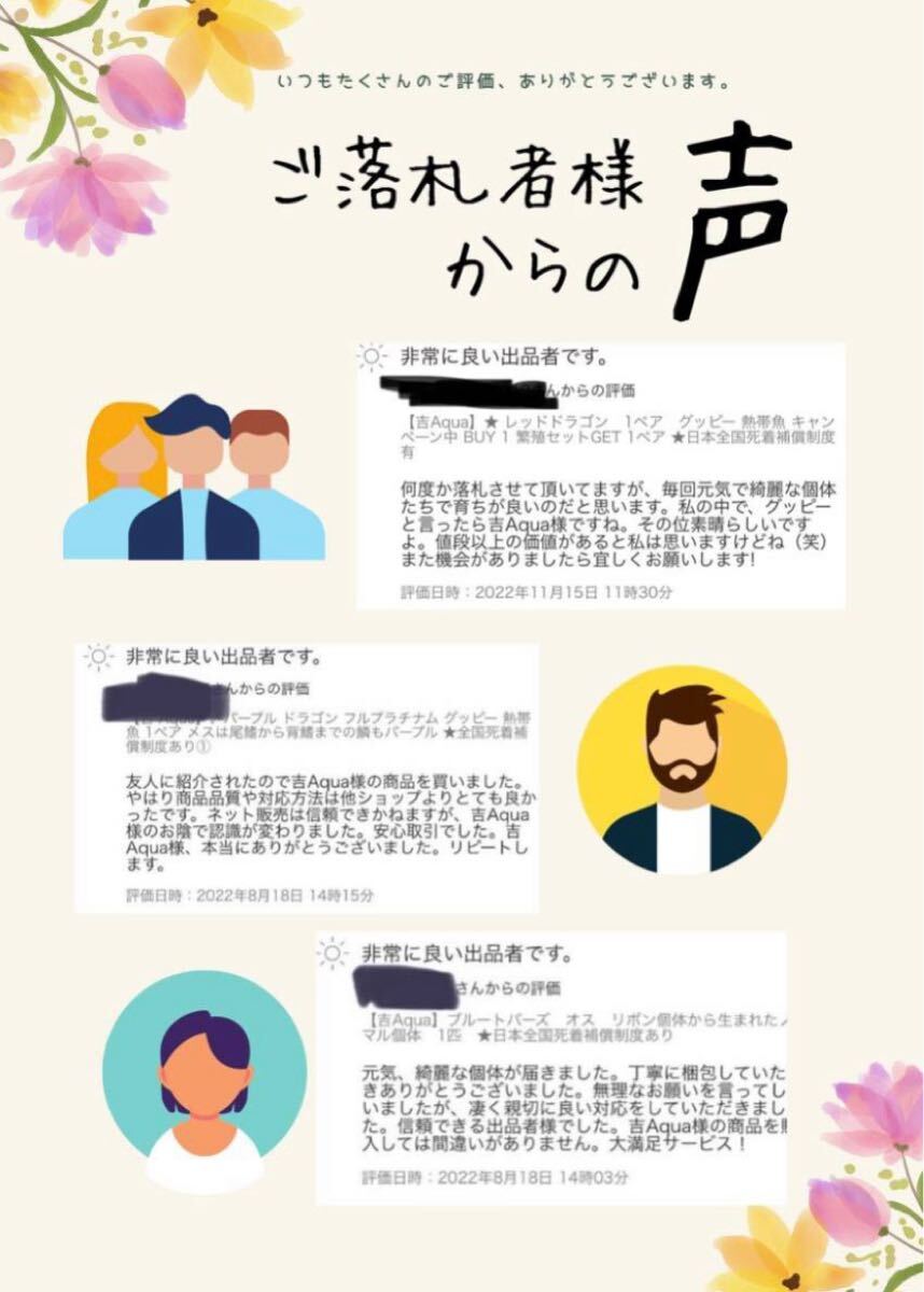 Yahoo!オークション - 【吉Aqua】 新入荷 レア RREA イェロー タイガー...