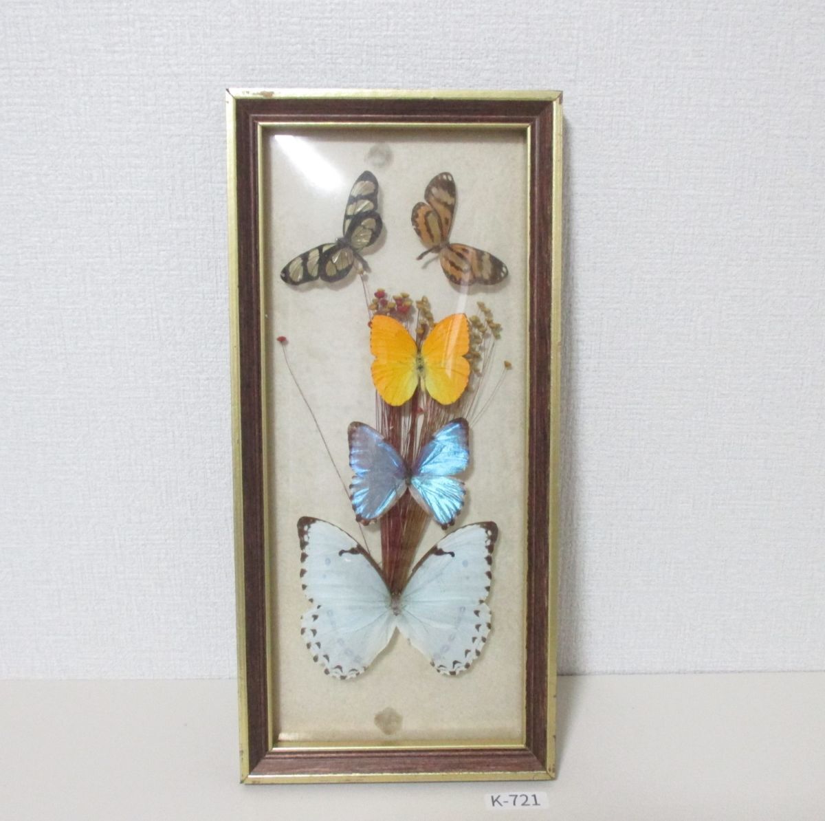 60721K 蝶 標本 剥製 額入 モルフォチョウ 南米 ちょう 1101(科学、自然)｜売買されたオークション情報、yahooの商品情報をアーカイブ公開 - オークファン（aucfan.com）