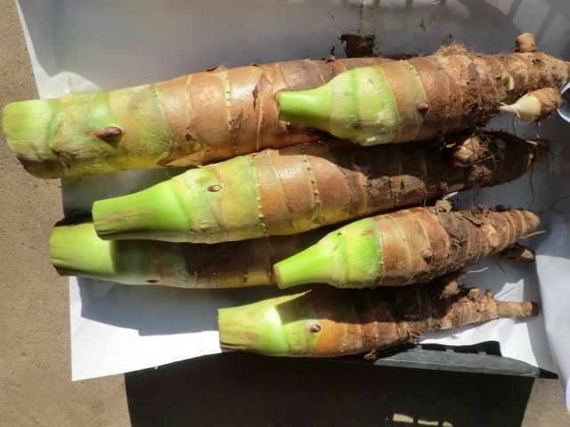 Yahoo!オークション - 送料無料_ 京いも 京芋 タケノコ芋 たけのこ芋 ...