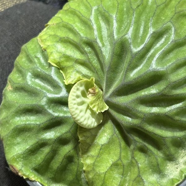 Yahoo!オークション - Y006「L」Platycerium madagascariense【11/21輸...