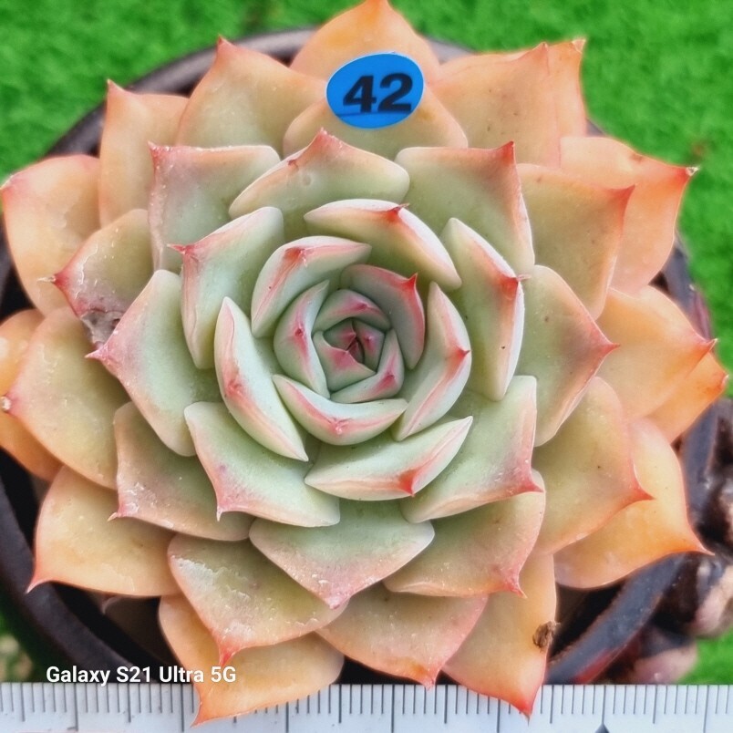 Yahoo!オークション - 1225発送-B042 ジェーラ エケベリア 多肉植物 韓...