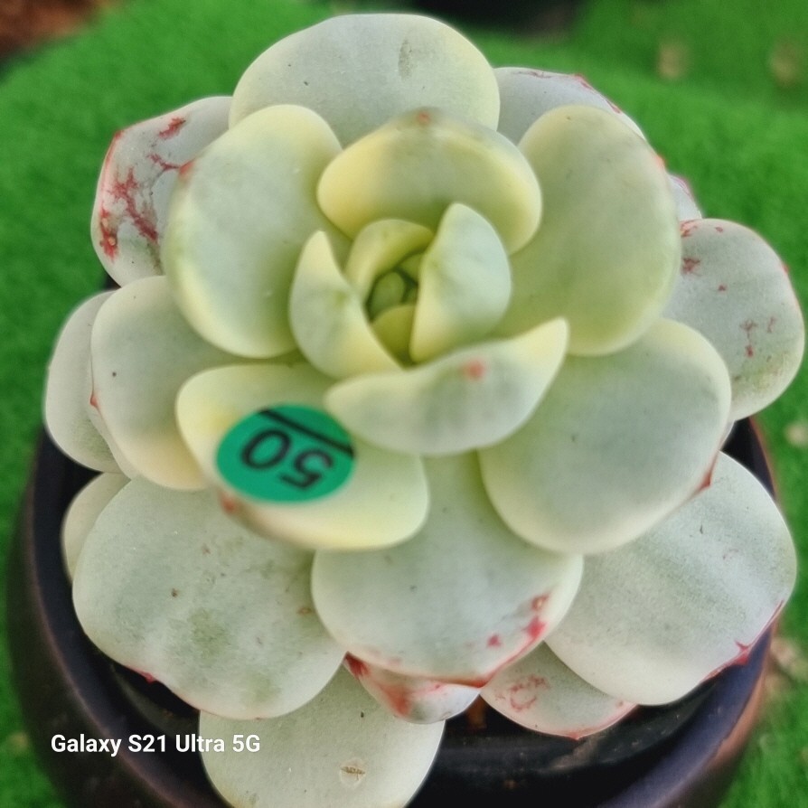 Yahoo!オークション - 1223発送-G050 バニラ(錦) エケベリア 多肉植物 ...