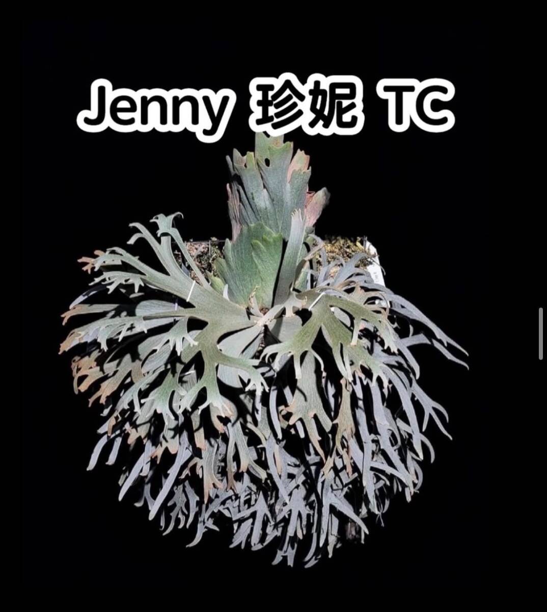 Yahoo!オークション - P.Willinkii'Jenny'TC @P.Kensuke ウィリンキー...