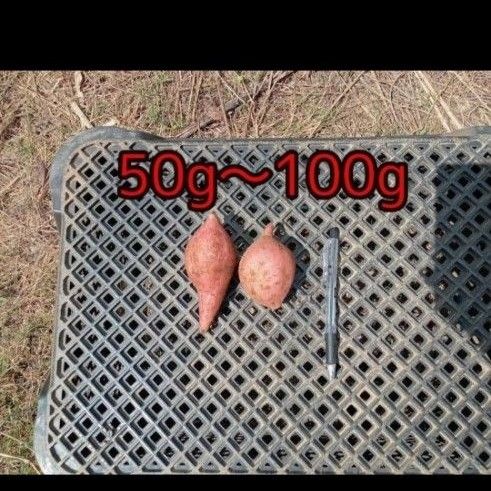 安納芋紅2S 5kg(種子島産)｜Yahoo!フリマ（旧PayPayフリマ）